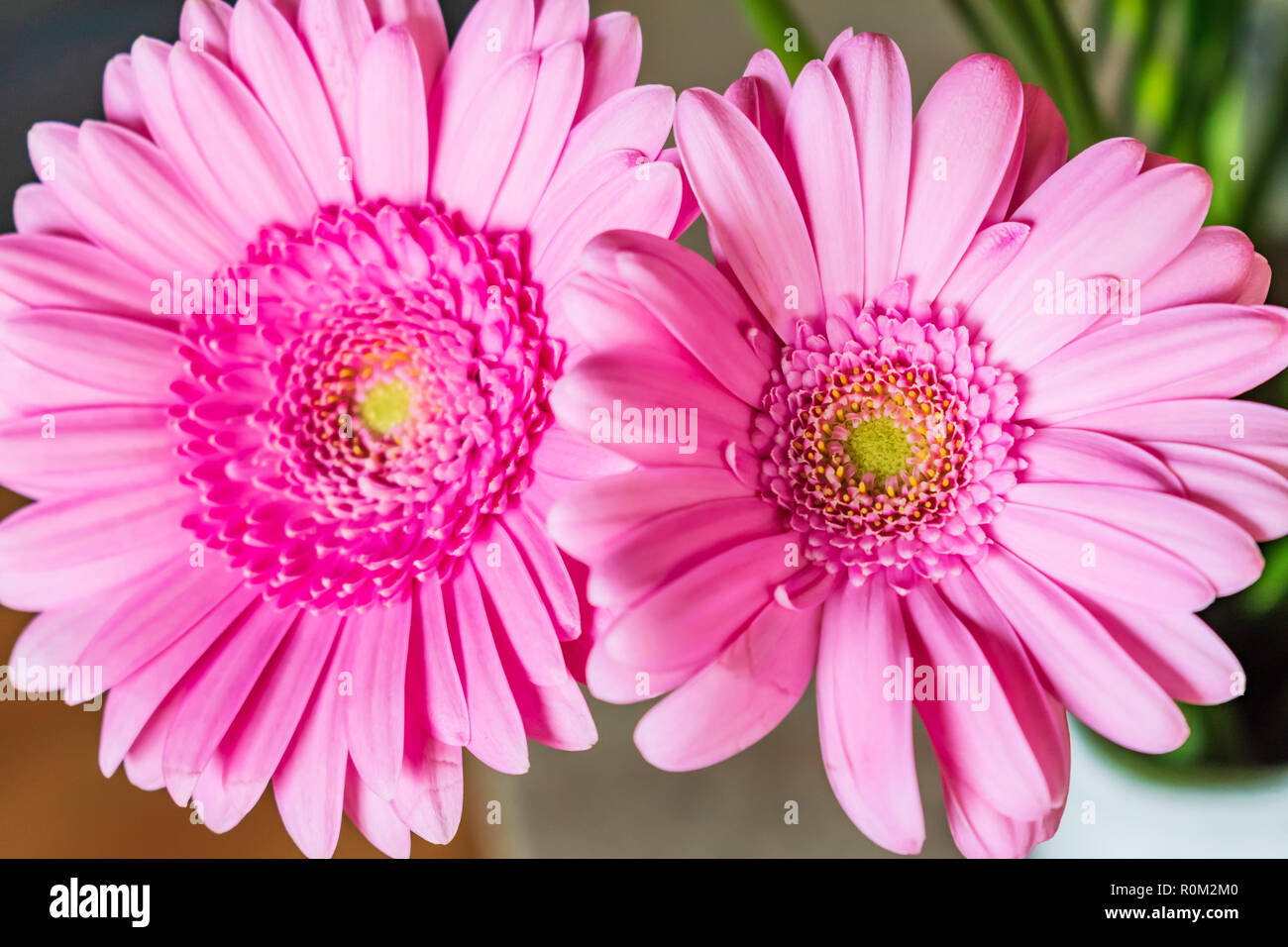 Pink flowers in the closeup Stock Photo - Alamy