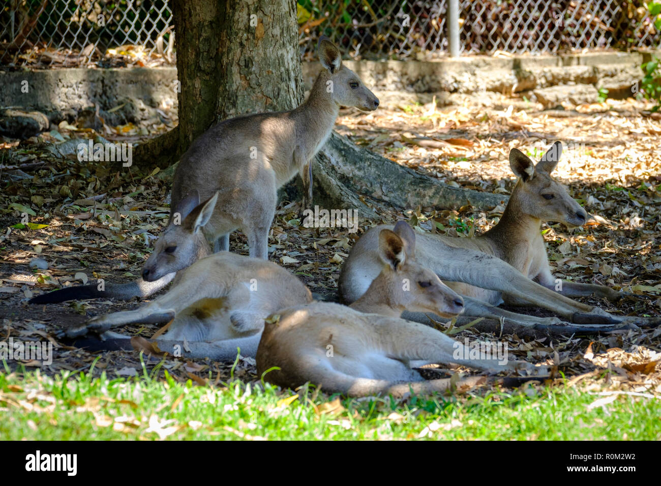 Kangaroos at Rockhampton Botanical Gardens & Zoo Stock Photo - Alamy