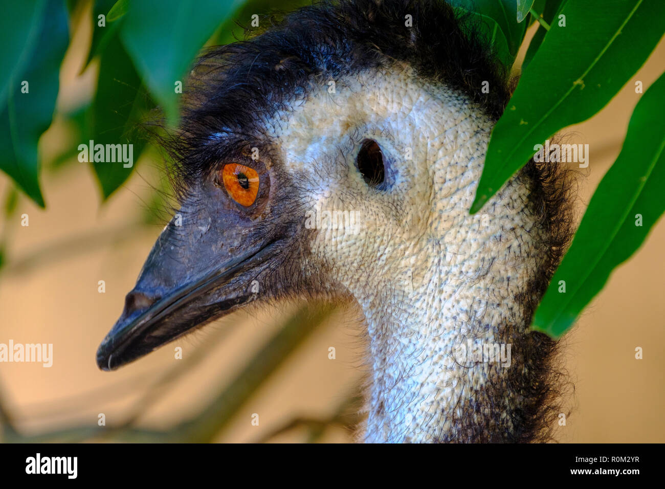Emu at Rockhampton Botanical Gardens & Zoo Stock Photo - Alamy