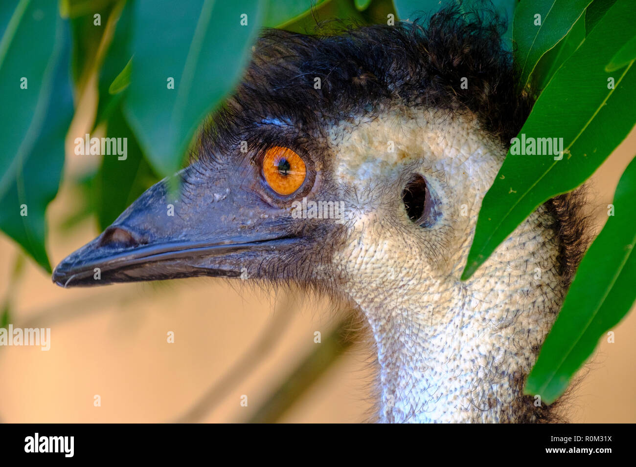 Emu at Rockhampton Botanical Gardens & Zoo Stock Photo - Alamy