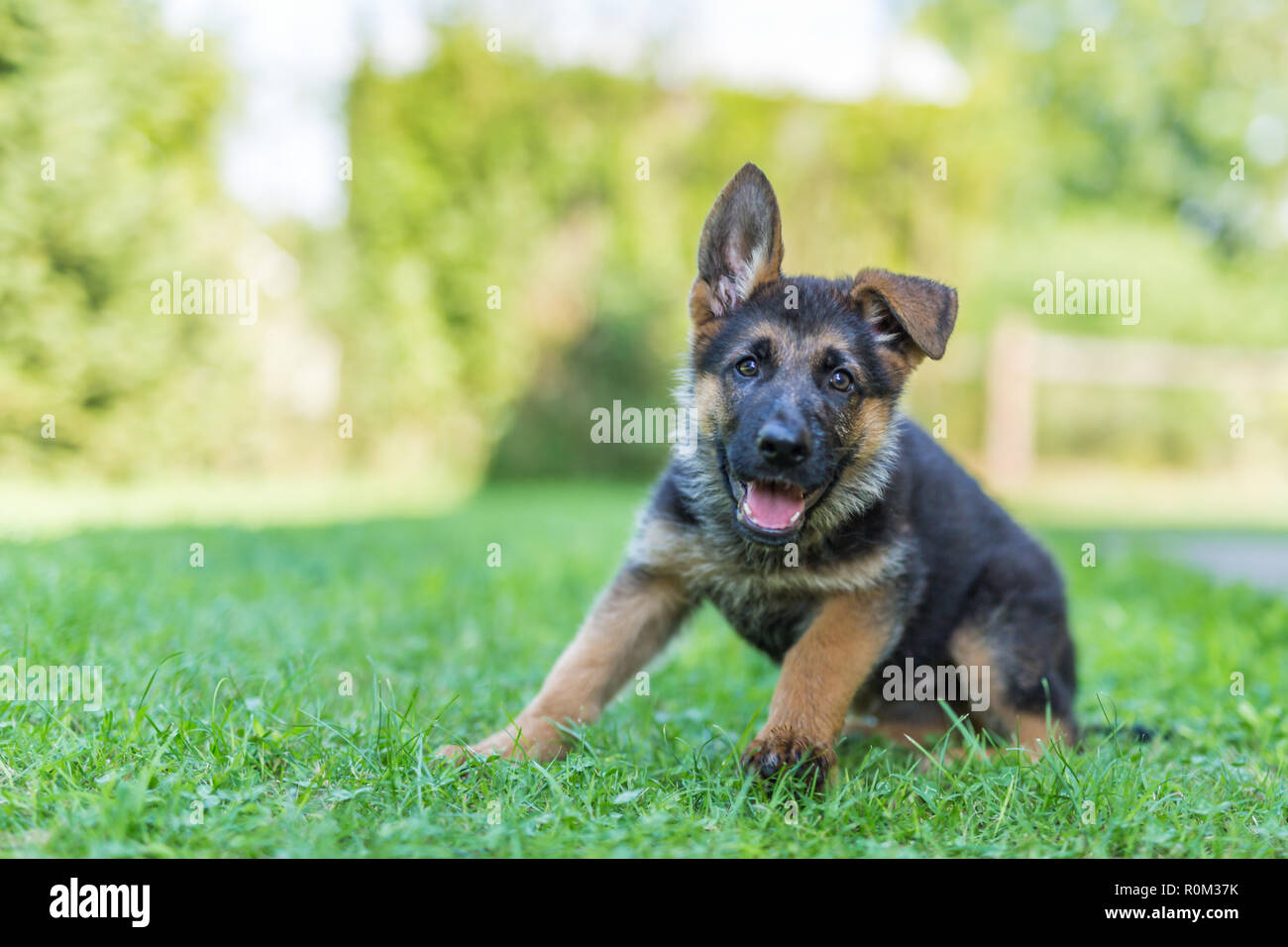 German shepherd puppy in the grass, playing, running. Cute dog outdoors ...