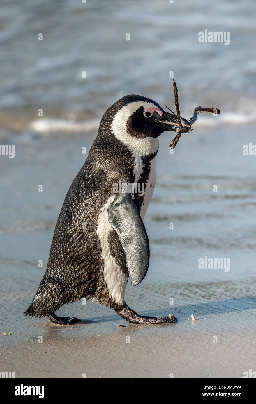 African penguin nest hi-res stock photography and images - Alamy