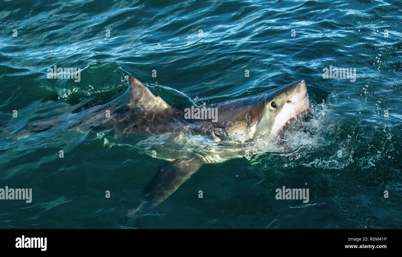 Great white shark jaws open mouth hi-res stock photography and images ...