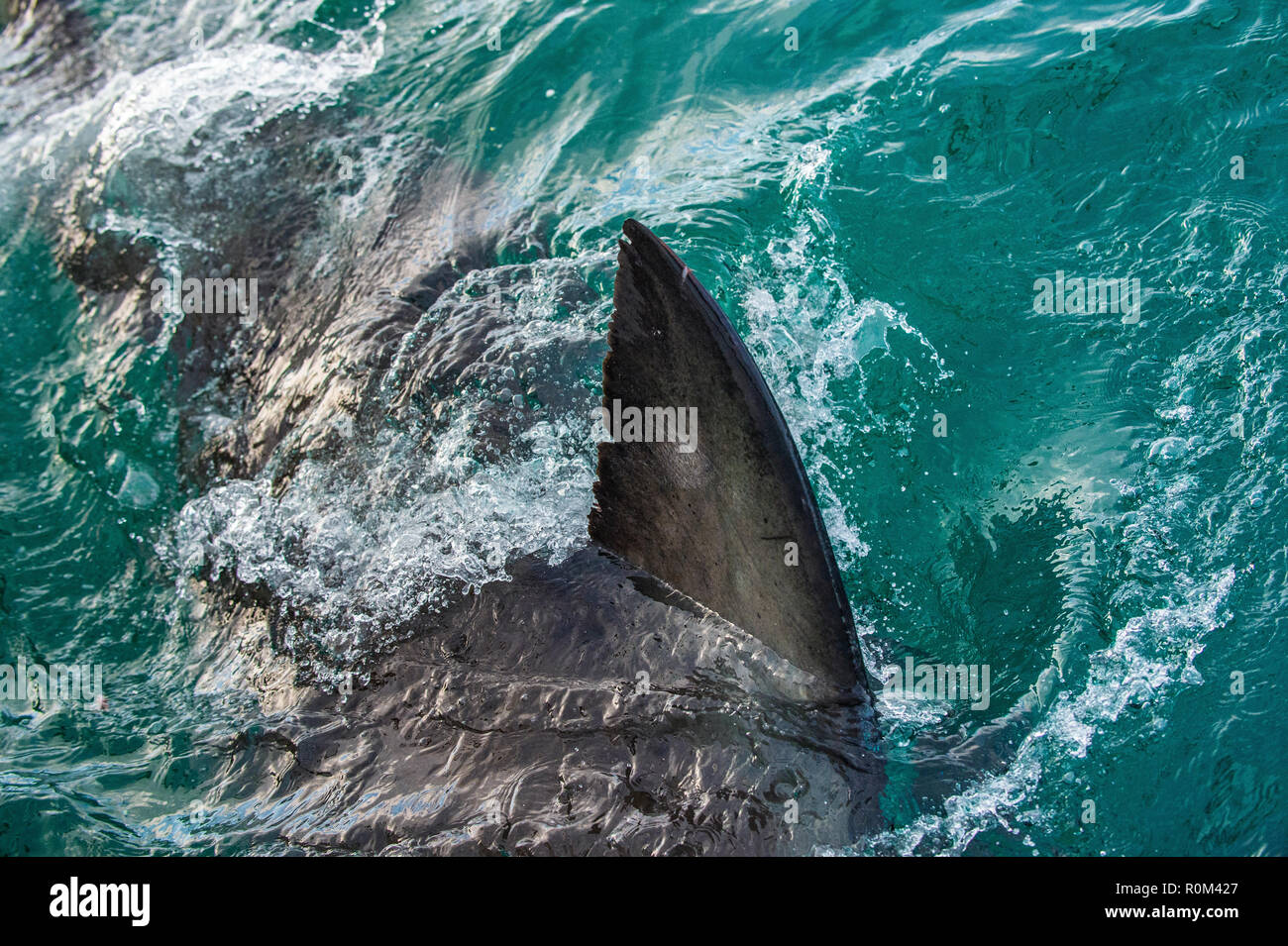 Shark fin above water. Closeup Fin of a Great White Shark, swimming at ...