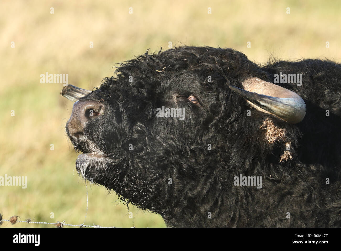 A head shot of a magnificent bellowing Highland Bull (Bos Taurus Stock ...