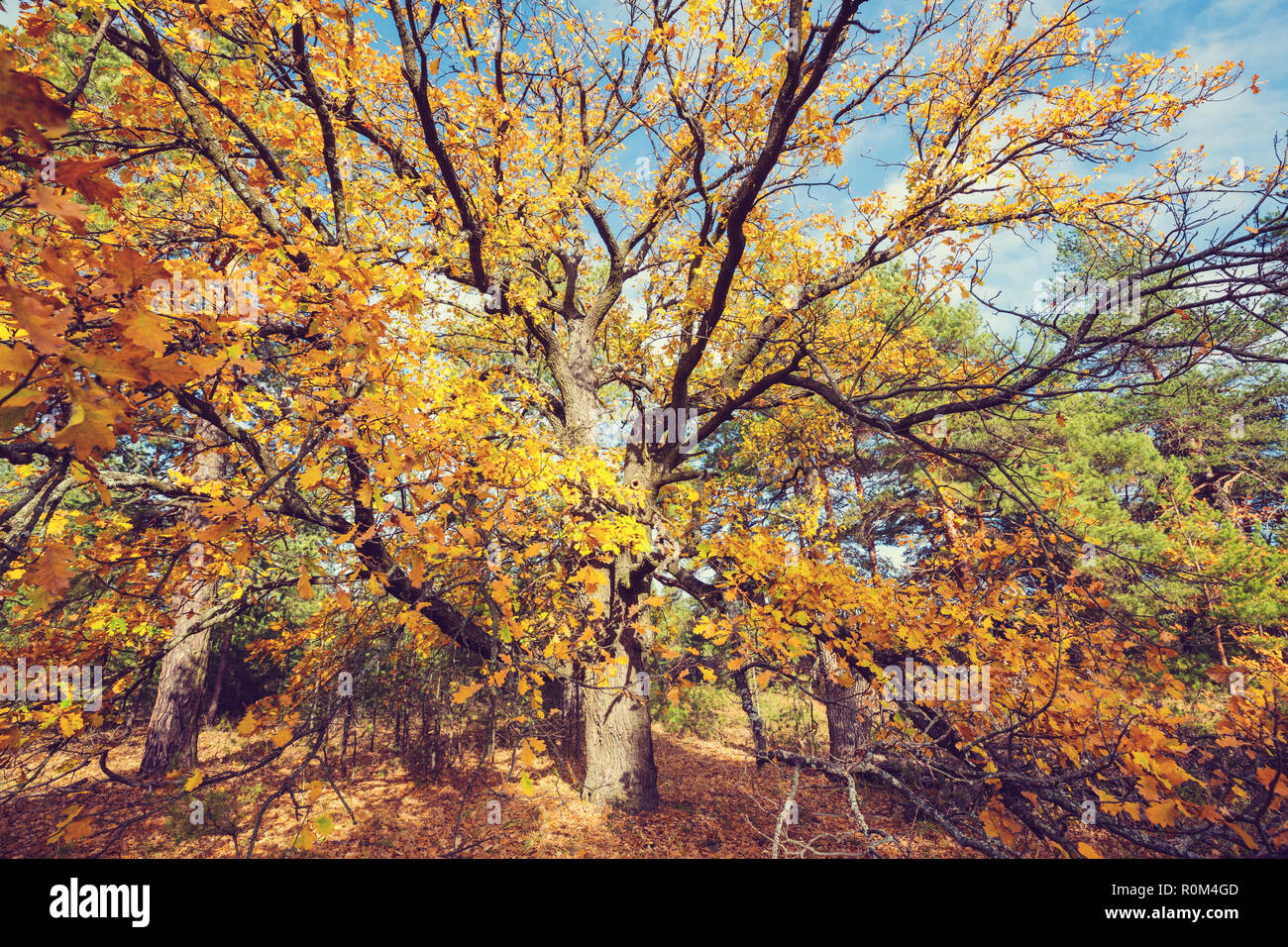 Autumn scene in yellow tones Stock Photo - Alamy