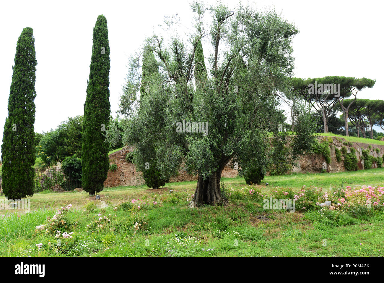 An Italian olive tree in the gardens of the Roman Forum in Rome Stock ...