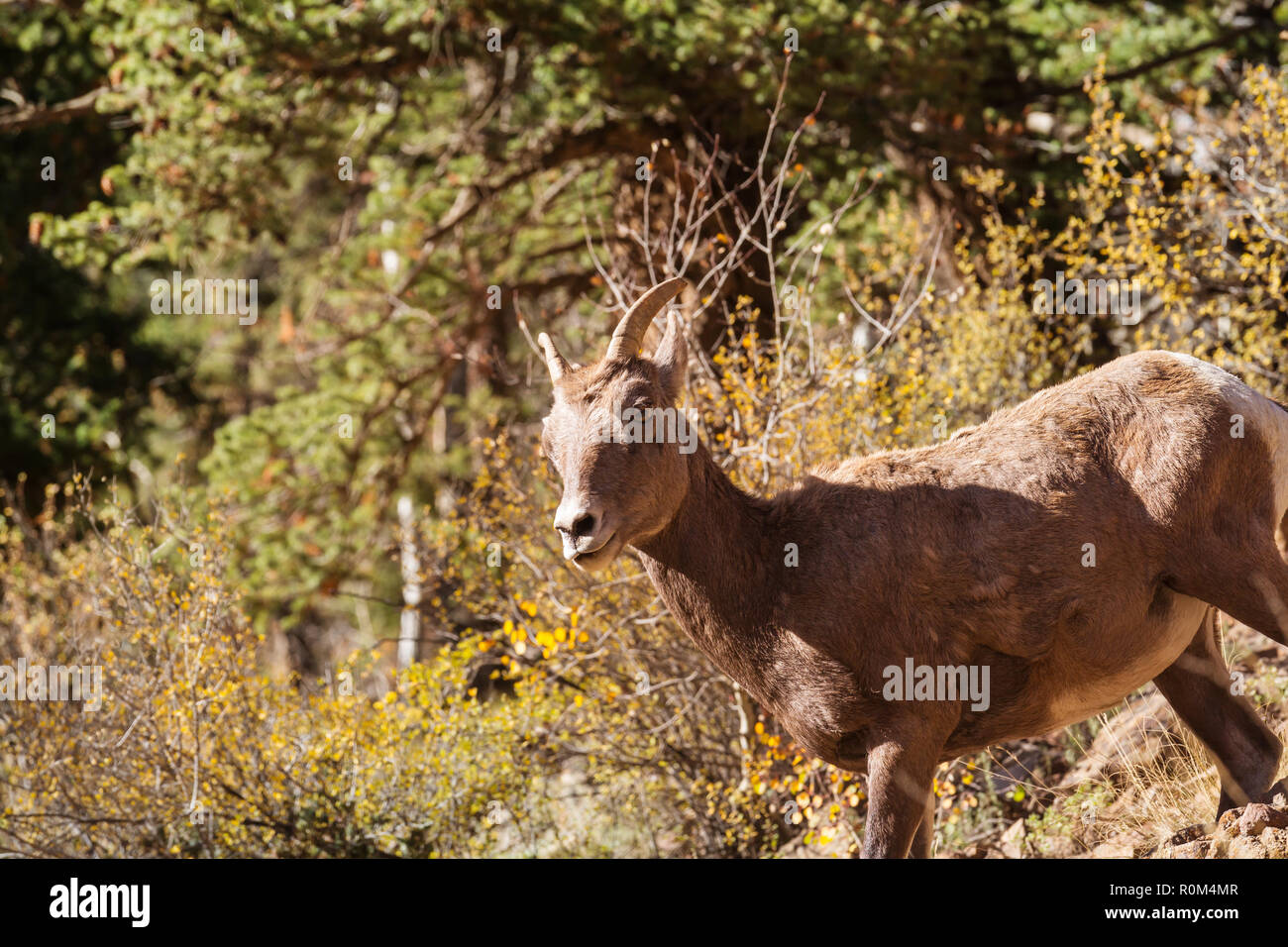 Wild Mountain Goat in Cascade mountains Stock Photo - Alamy