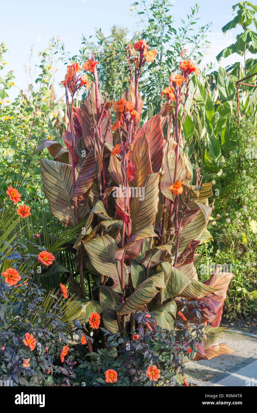 Variegated canna hi-res stock photography and images - Alamy