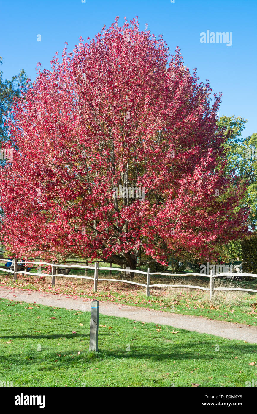 Liquidambar styraciflua in autumn hi-res stock photography and images ...