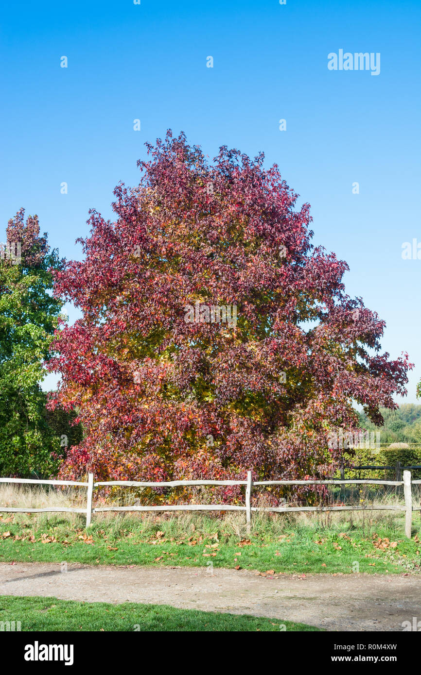 Liquidambar styraciflua in autumn hi-res stock photography and images ...