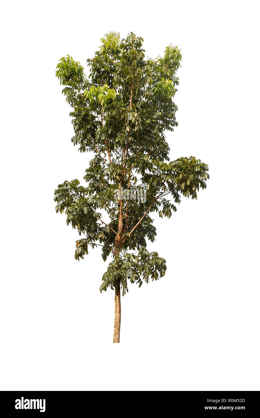 A big tree isolated on white background Stock Photo - Alamy