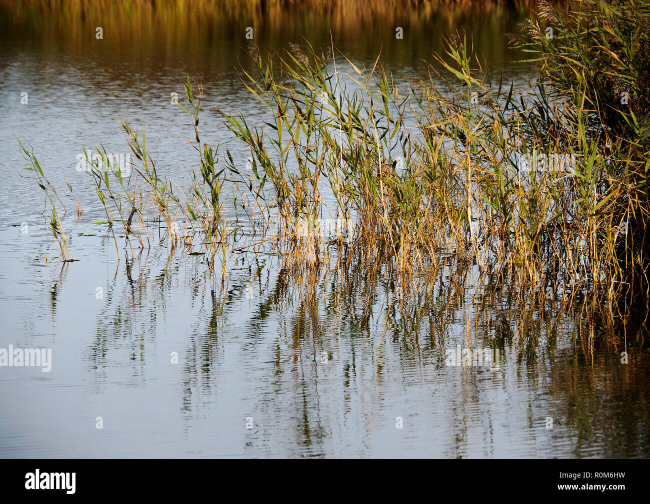 Reeds and reed beds in autumn sunshine on the margins of Horsey Mere ...