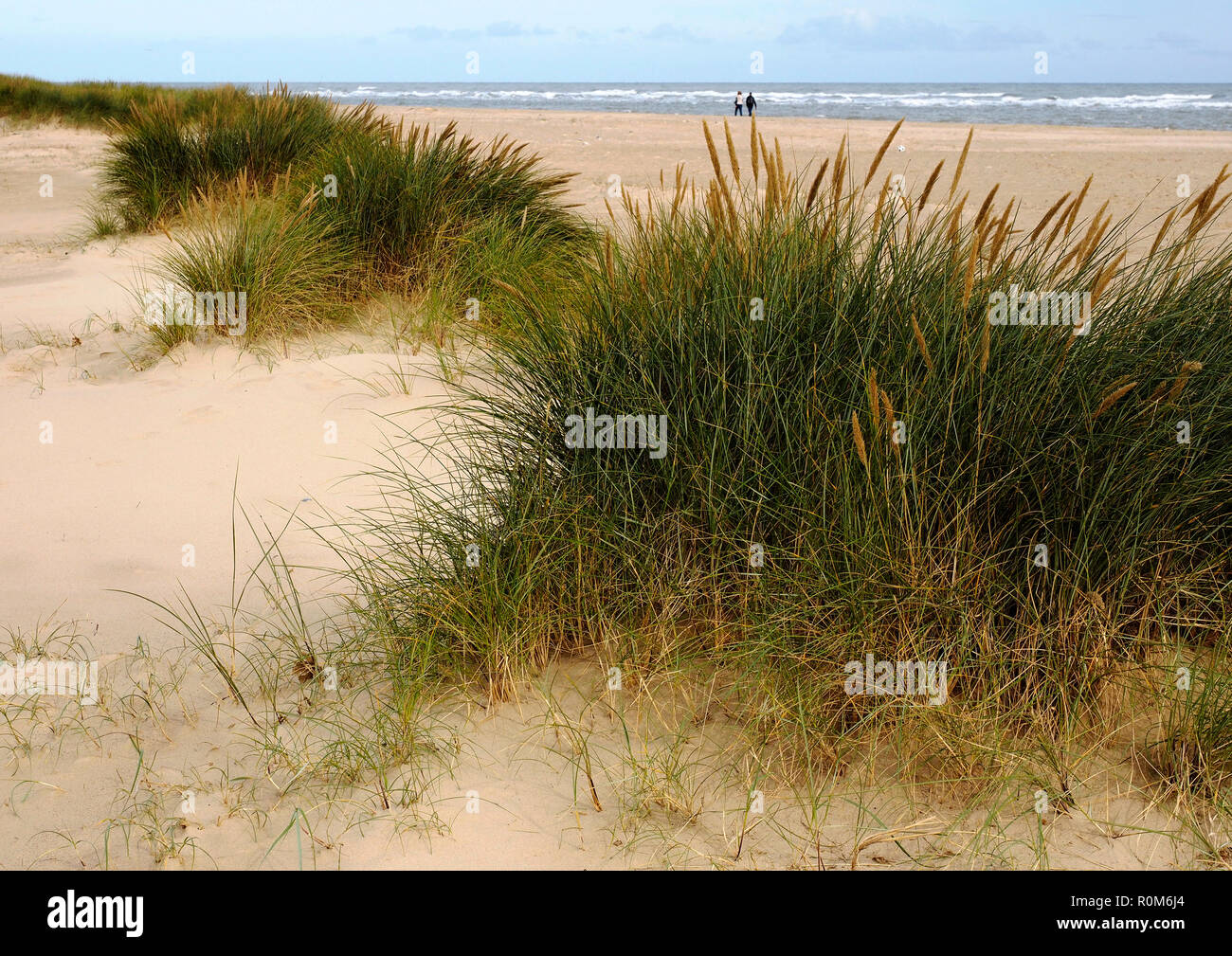 Marram grass growing in young sand dunes on Winterton beach, Norfolk ...