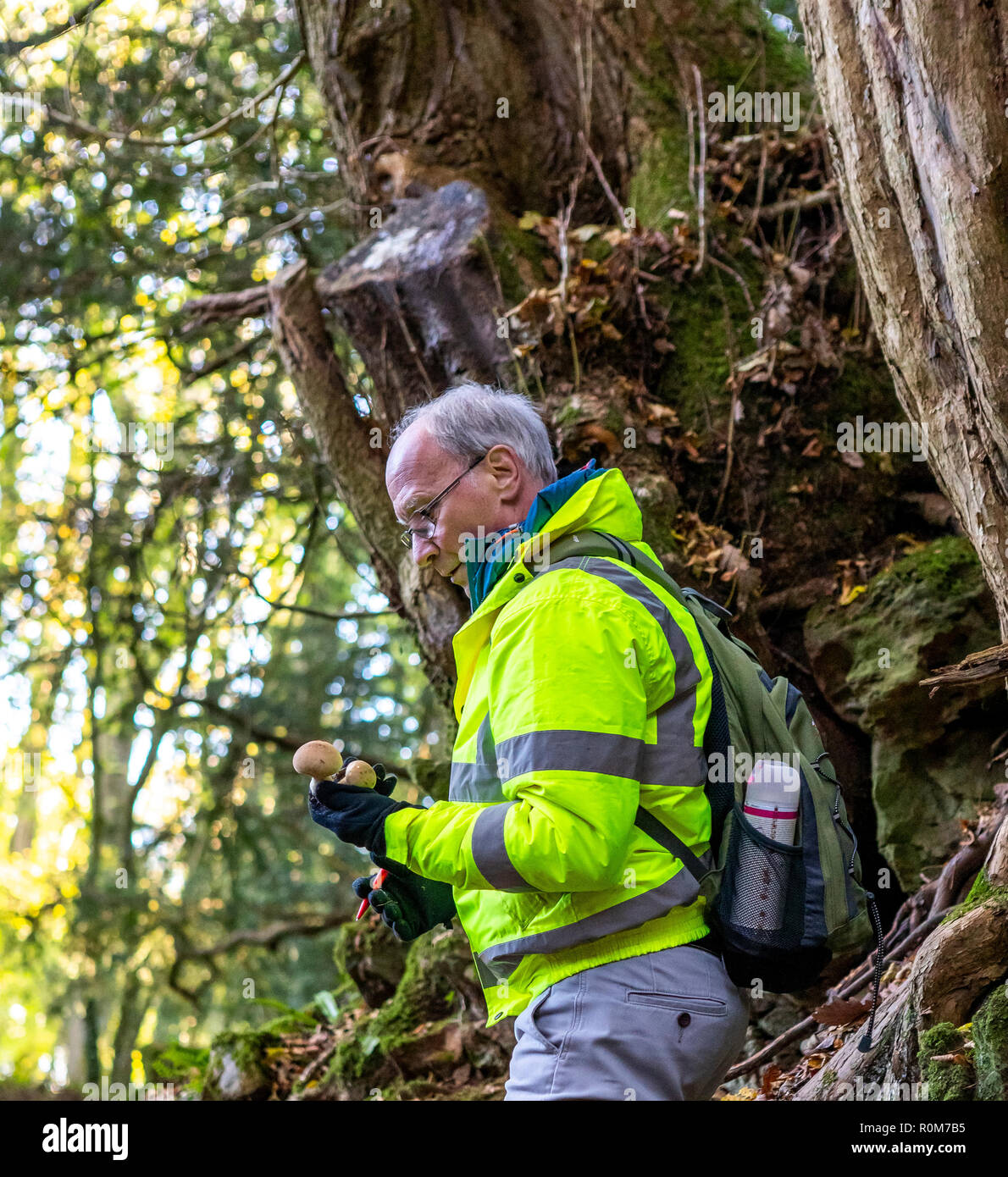 Lantra professional tree inspectors certificate hi-res stock ...