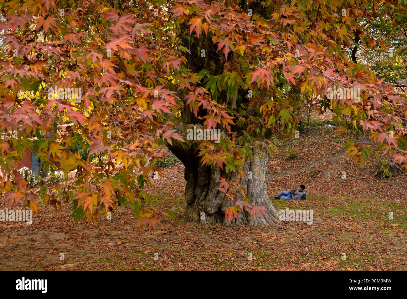 Chinar in autumn hi-res stock photography and images - Alamy