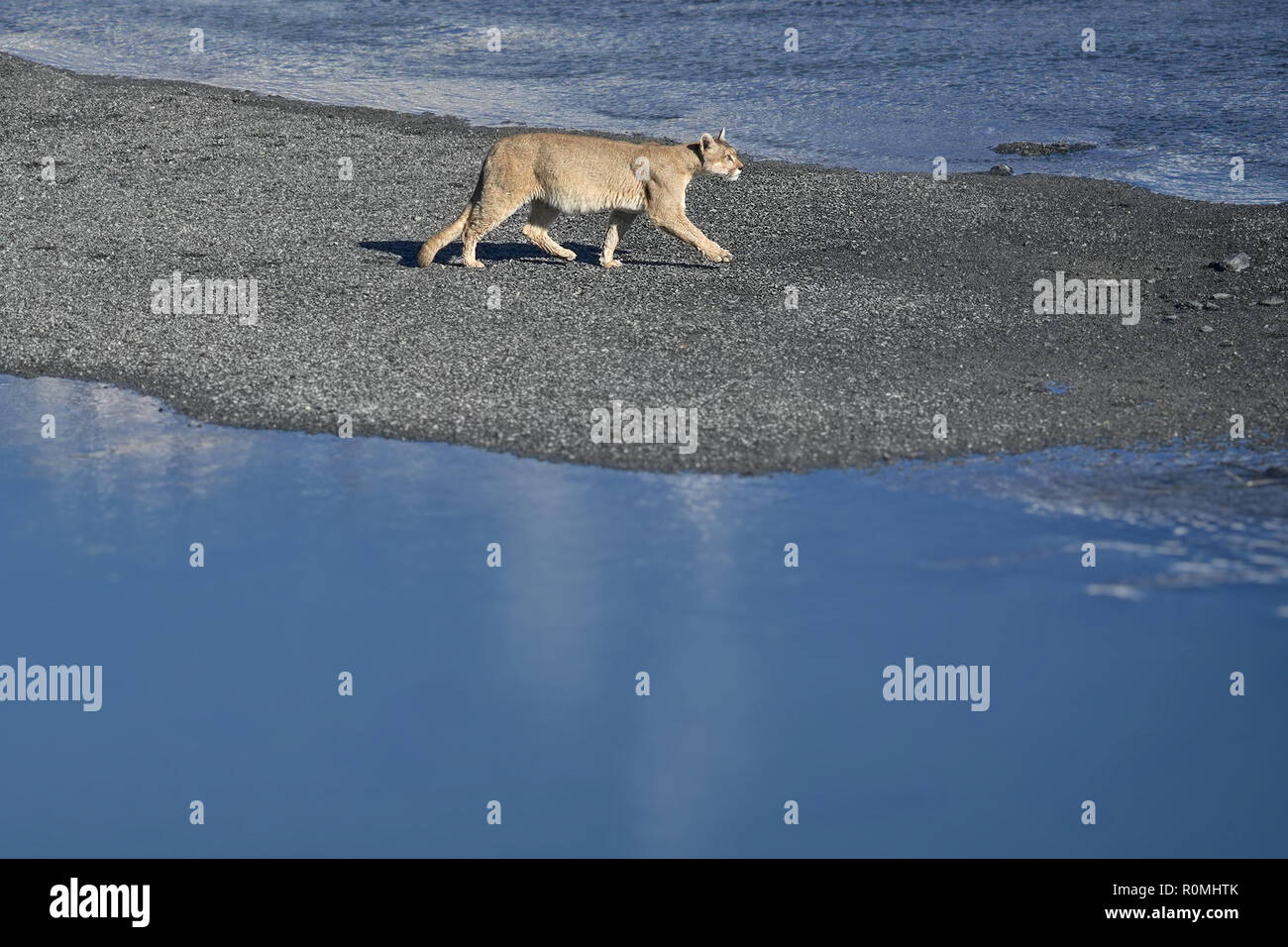 Chile. 16th Oct, 2018. Pregnant female puma, Puma concolor, with the ...