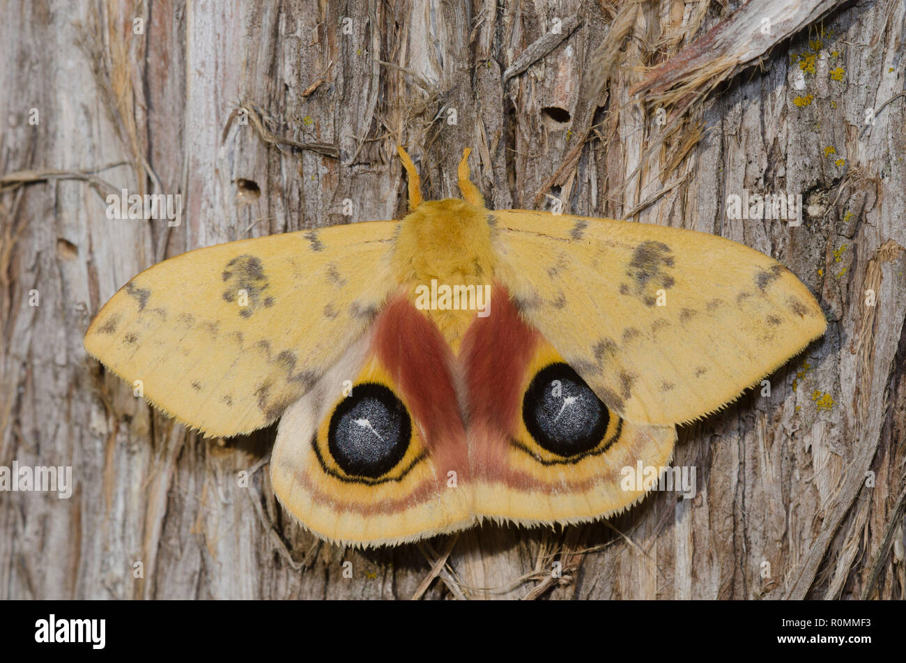 Io Moth, Automeris io, male Stock Photo - Alamy
