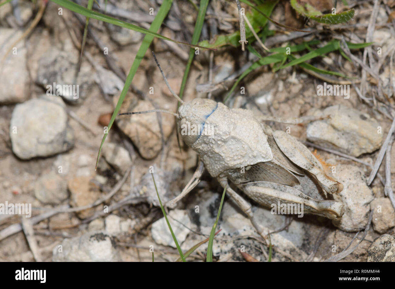 Red-shanked Grasshopper, Xanthippus corallipes, camouflaged nymph Stock ...