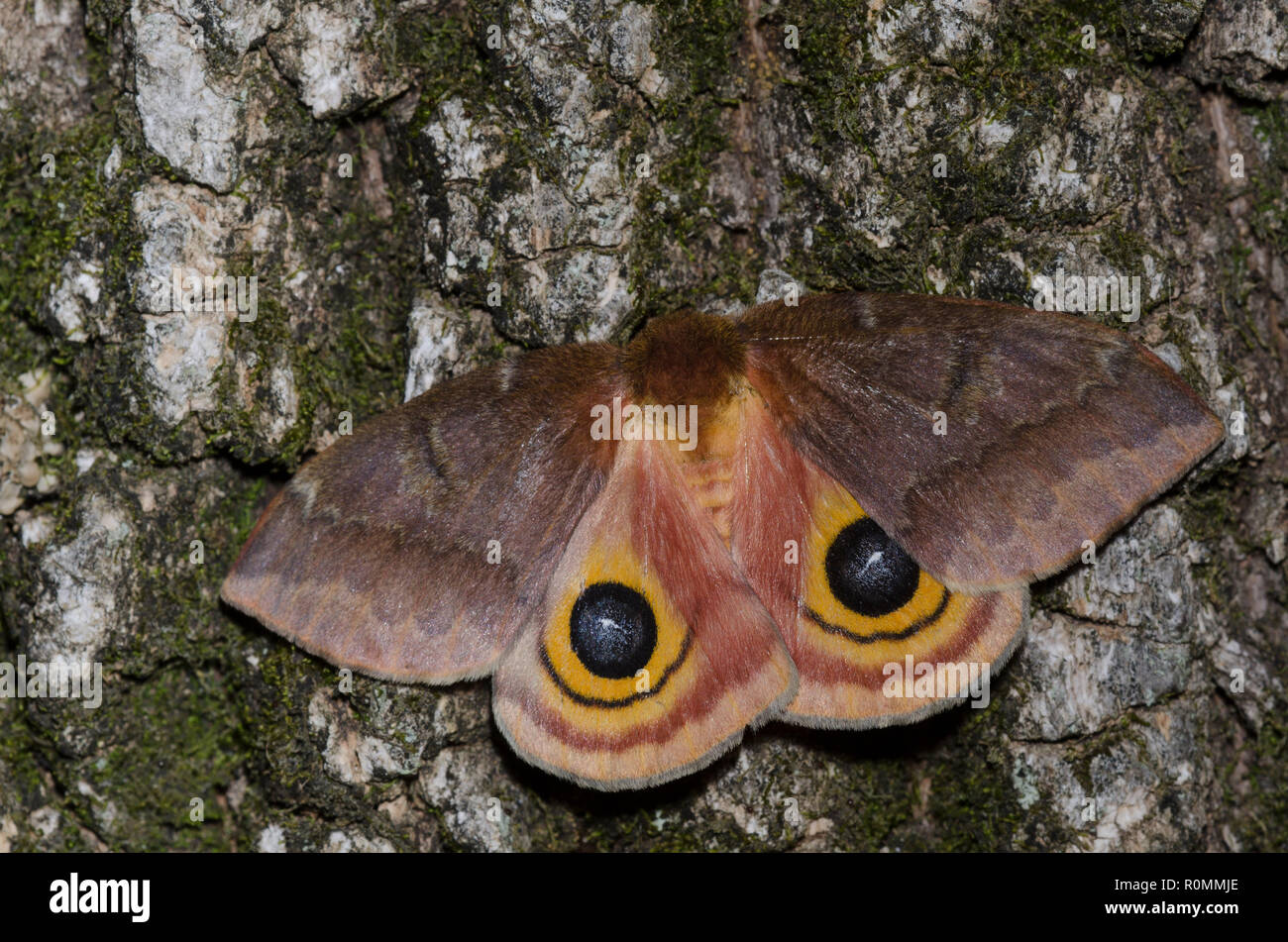 Moth With Eyespots High Resolution Stock Photography and Images - Alamy