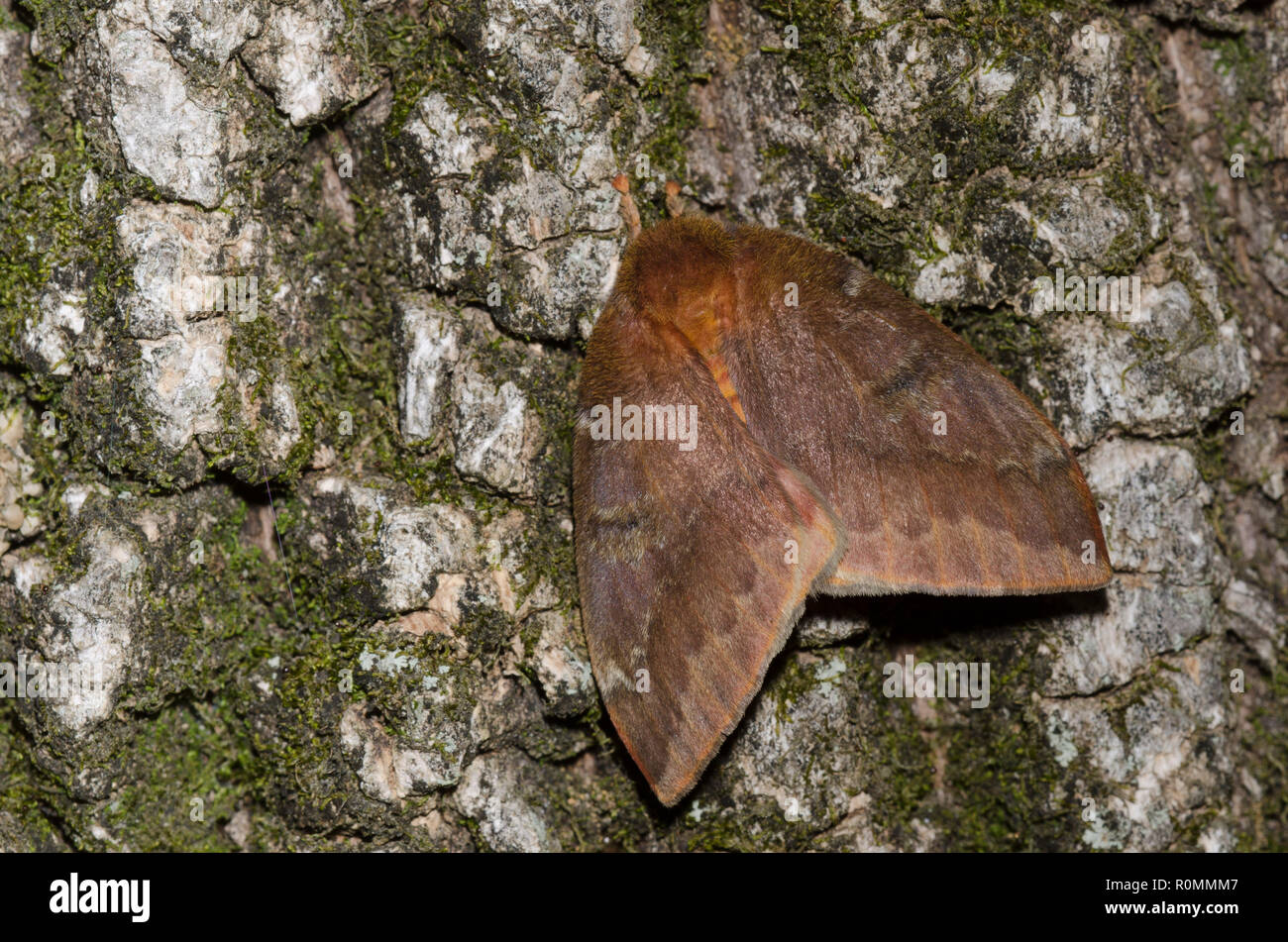 Io moth automeris io hi-res stock photography and images - Alamy