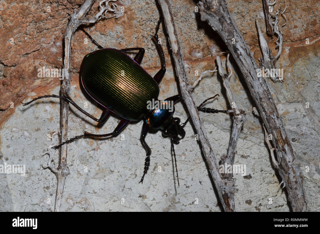 Caterpillar Hunter, Calosoma scrutator Stock Photo - Alamy