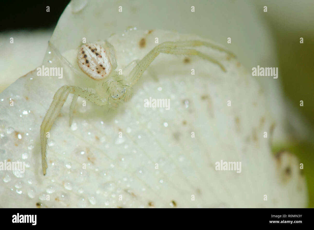 Cream of spider crab hi-res stock photography and images - Alamy