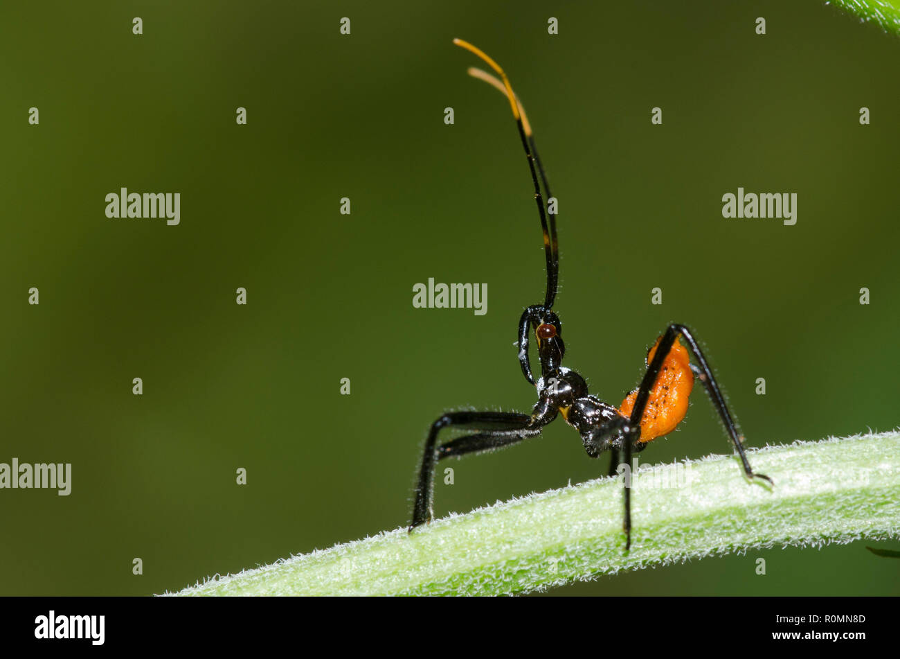 Wheelbug, Arilus cristatus, nymph Stock Photo - Alamy