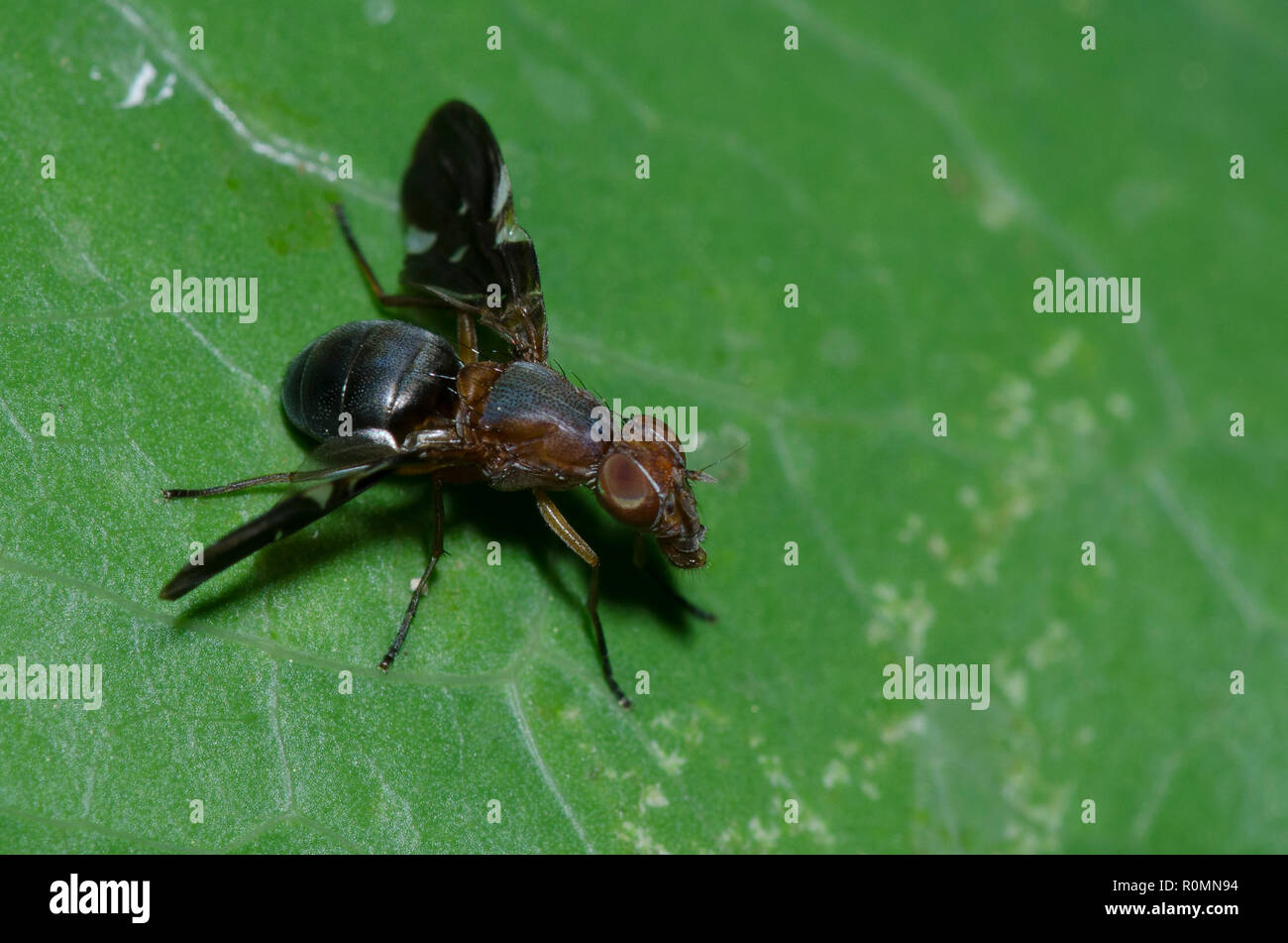 Picture-winged Fly, Delphinia picta Stock Photo - Alamy
