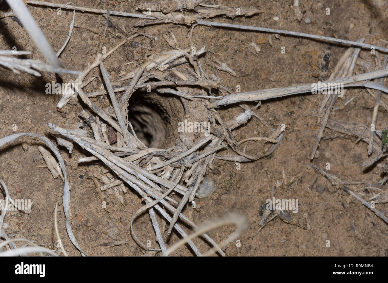 Wolf Spider, Family Lycosidae, burrow turret Stock Photo - Alamy