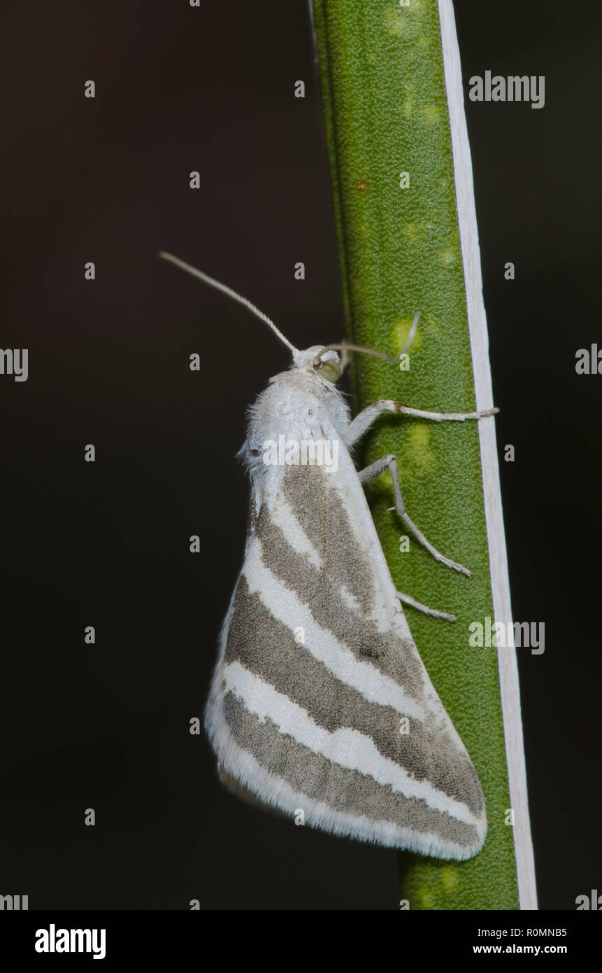 Yucca moth hi-res stock photography and images - Alamy