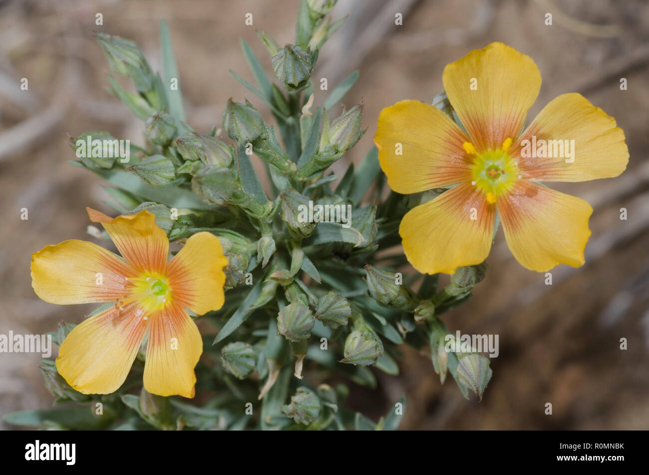Linum rigidum hi-res stock photography and images - Alamy