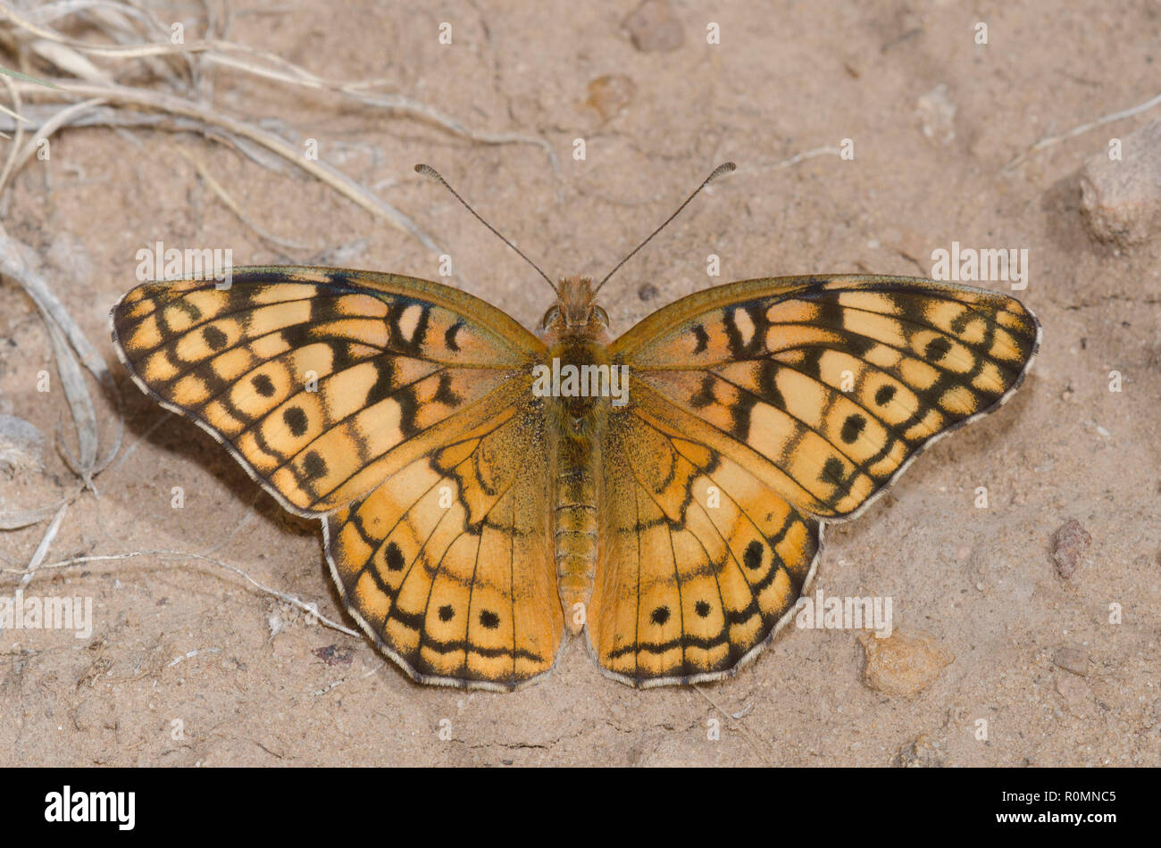 Variegated Fritillary, Euptoieta claudia Stock Photo - Alamy