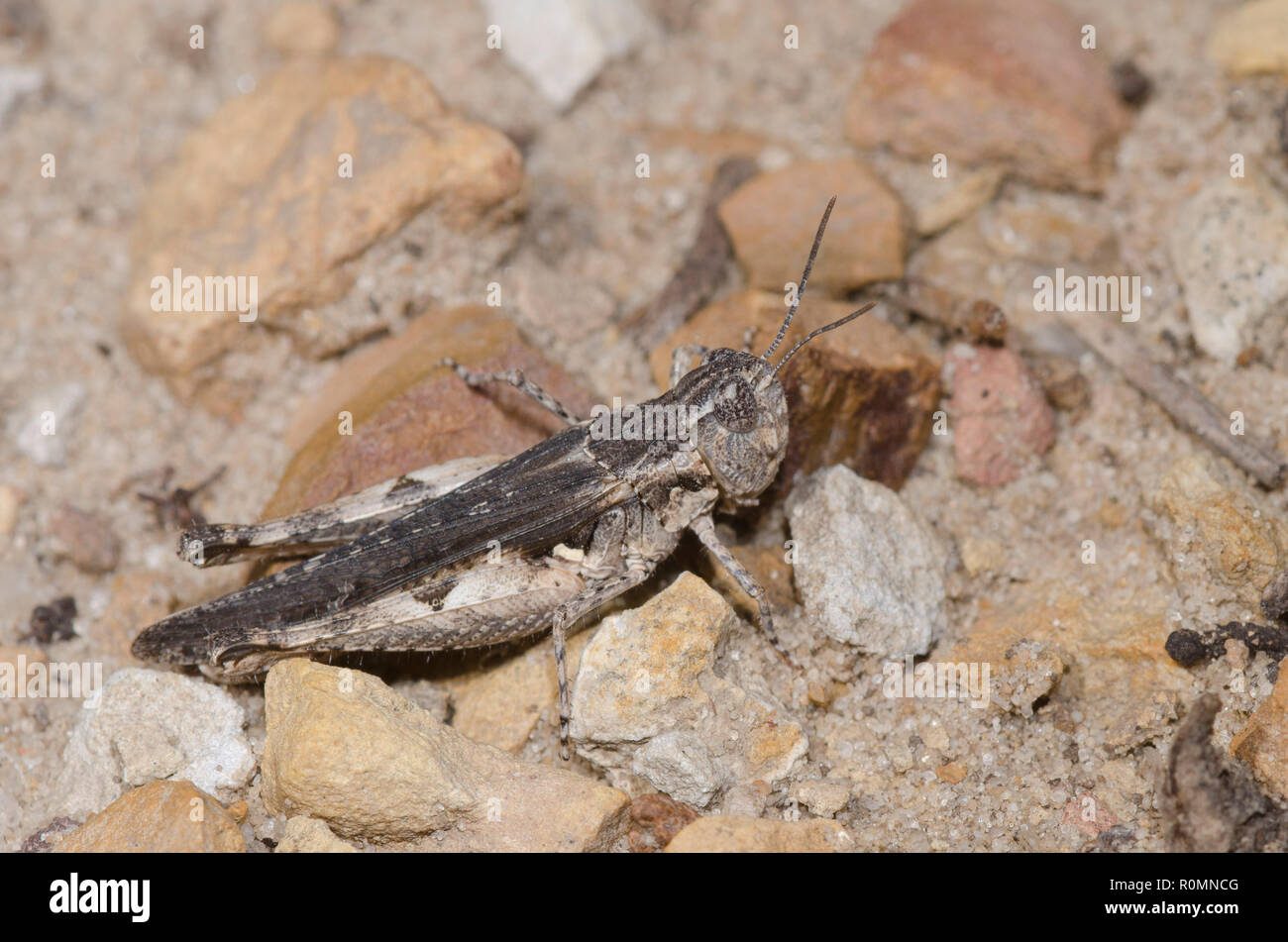 Texas Grasshopper High Resolution Stock Photography and Images - Alamy
