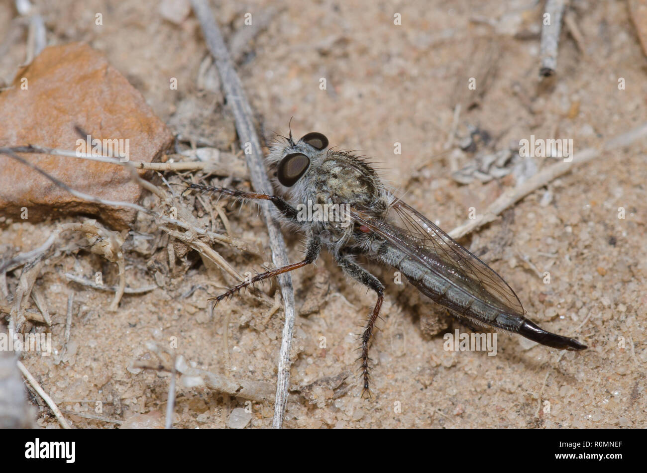 Robber Fly, Efferia sp., female Stock Photo - Alamy