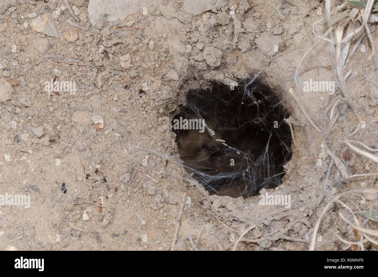 Oklahoma Brown Tarantula, Aphonopelma hentzi, at burrow entrance Stock ...