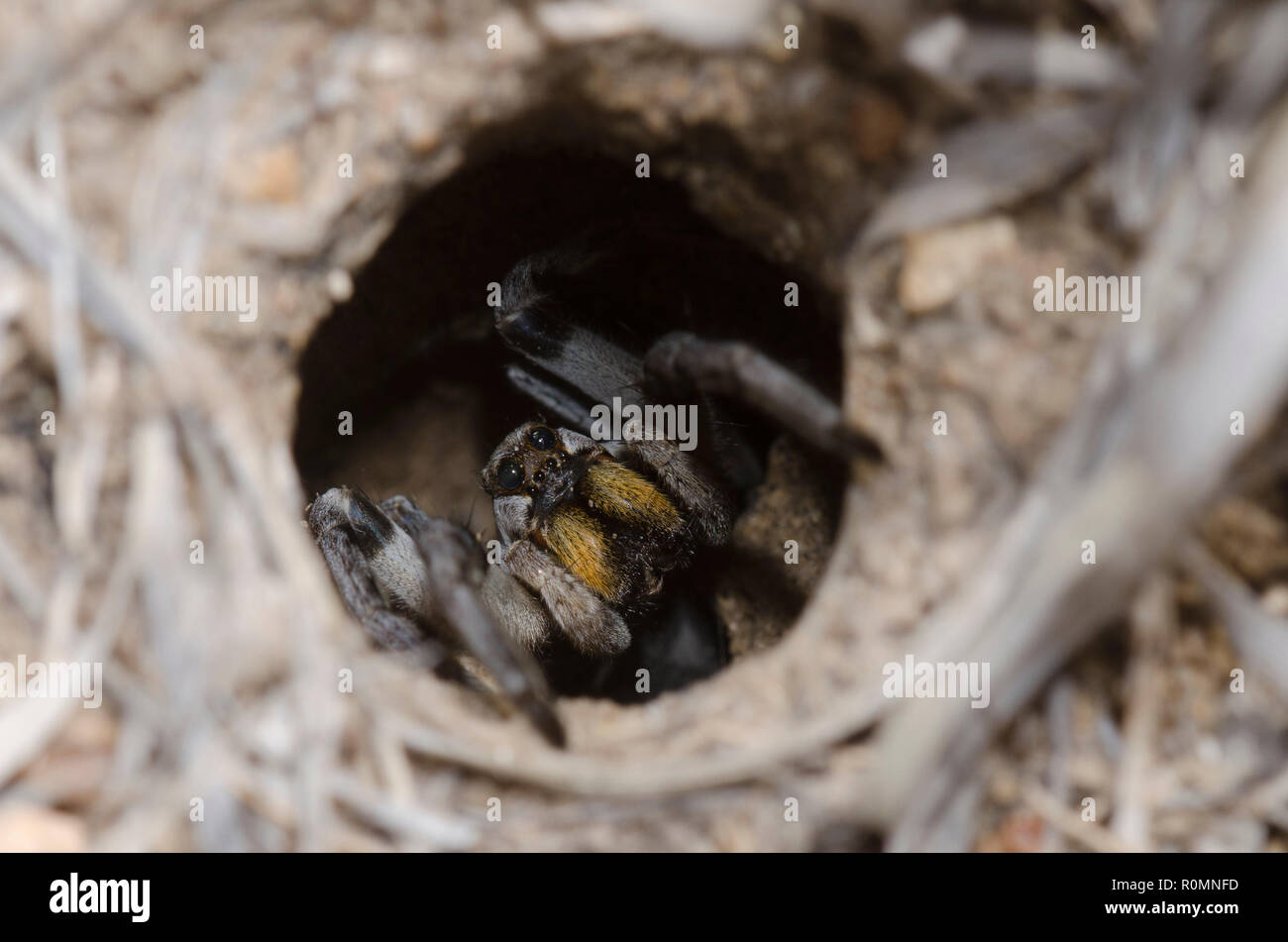 Carolina Wolf Spider, Hogna carolinensis, in burrow Stock Photo - Alamy