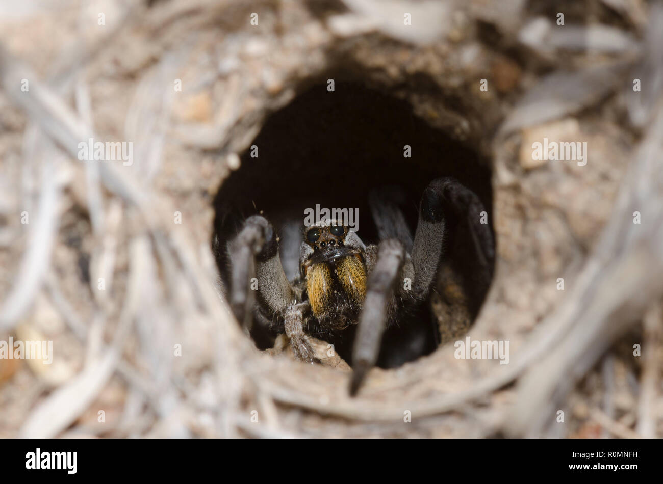 Carolina Wolf Spider, Hogna carolinensis, in burrow Stock Photo - Alamy