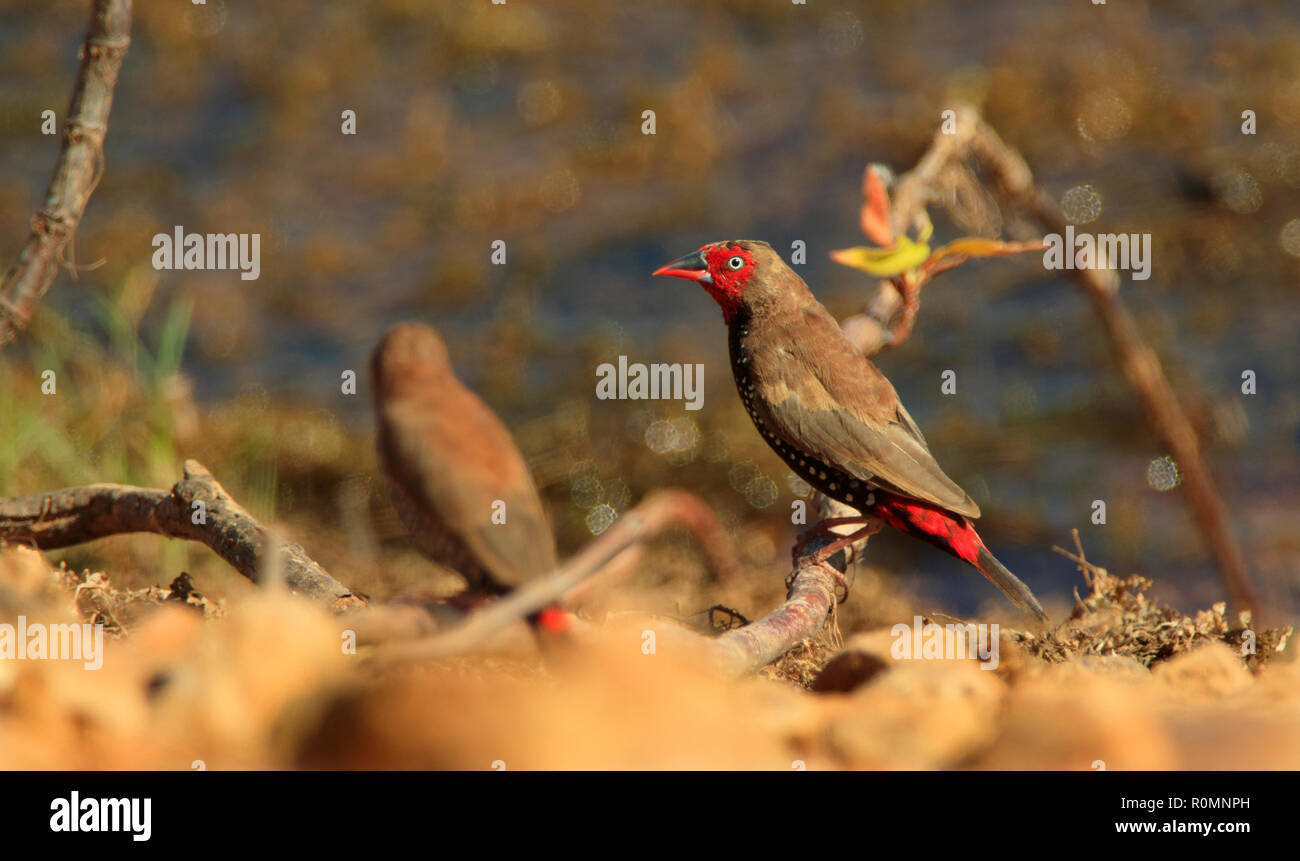 A Painted Finch, Emblema pictum, near water in Western Queensland Stock ...