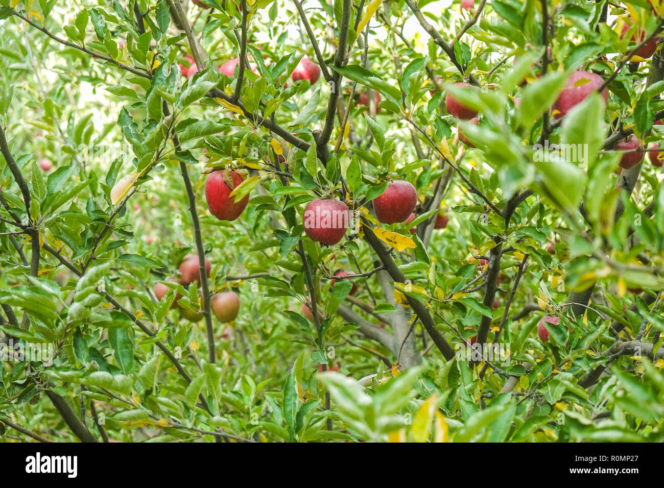 Pakistan Crop High Resolution Stock Photography and Images - Alamy