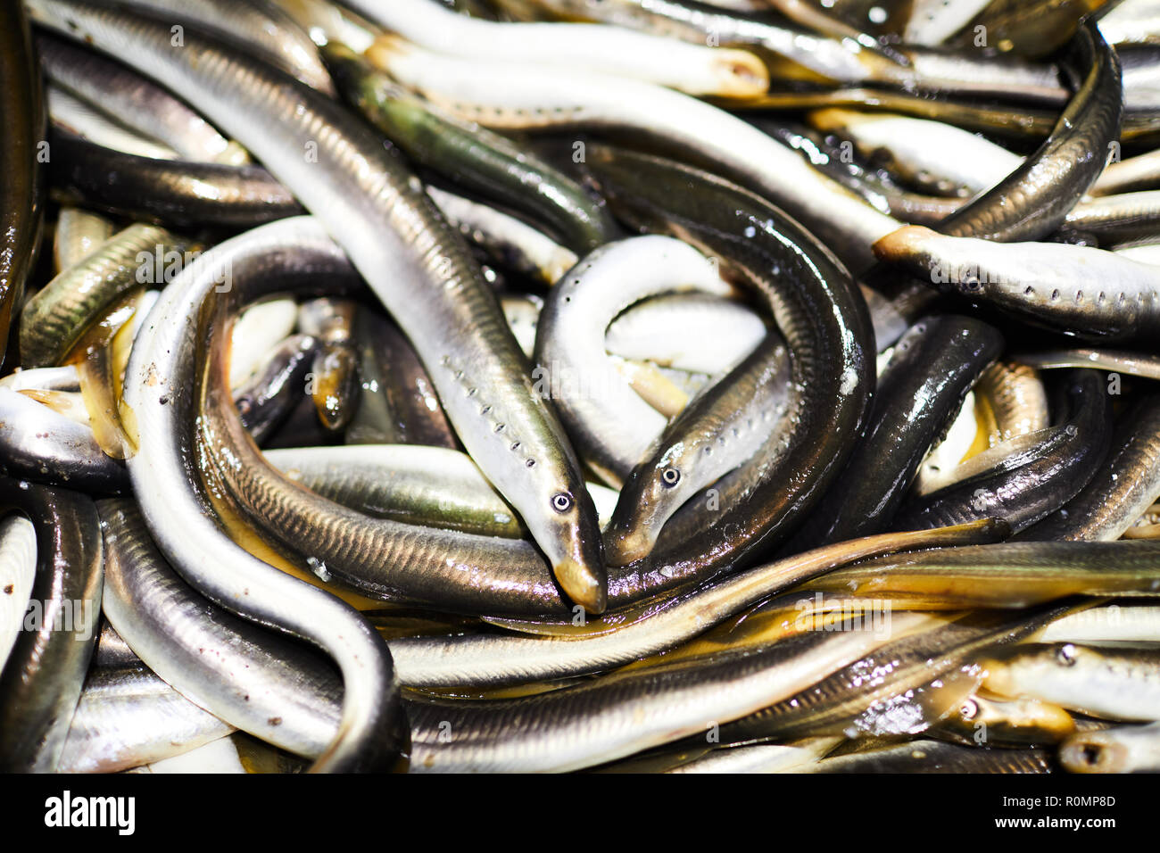 Wet long stripped fishes stacking together, seafood background can be ...