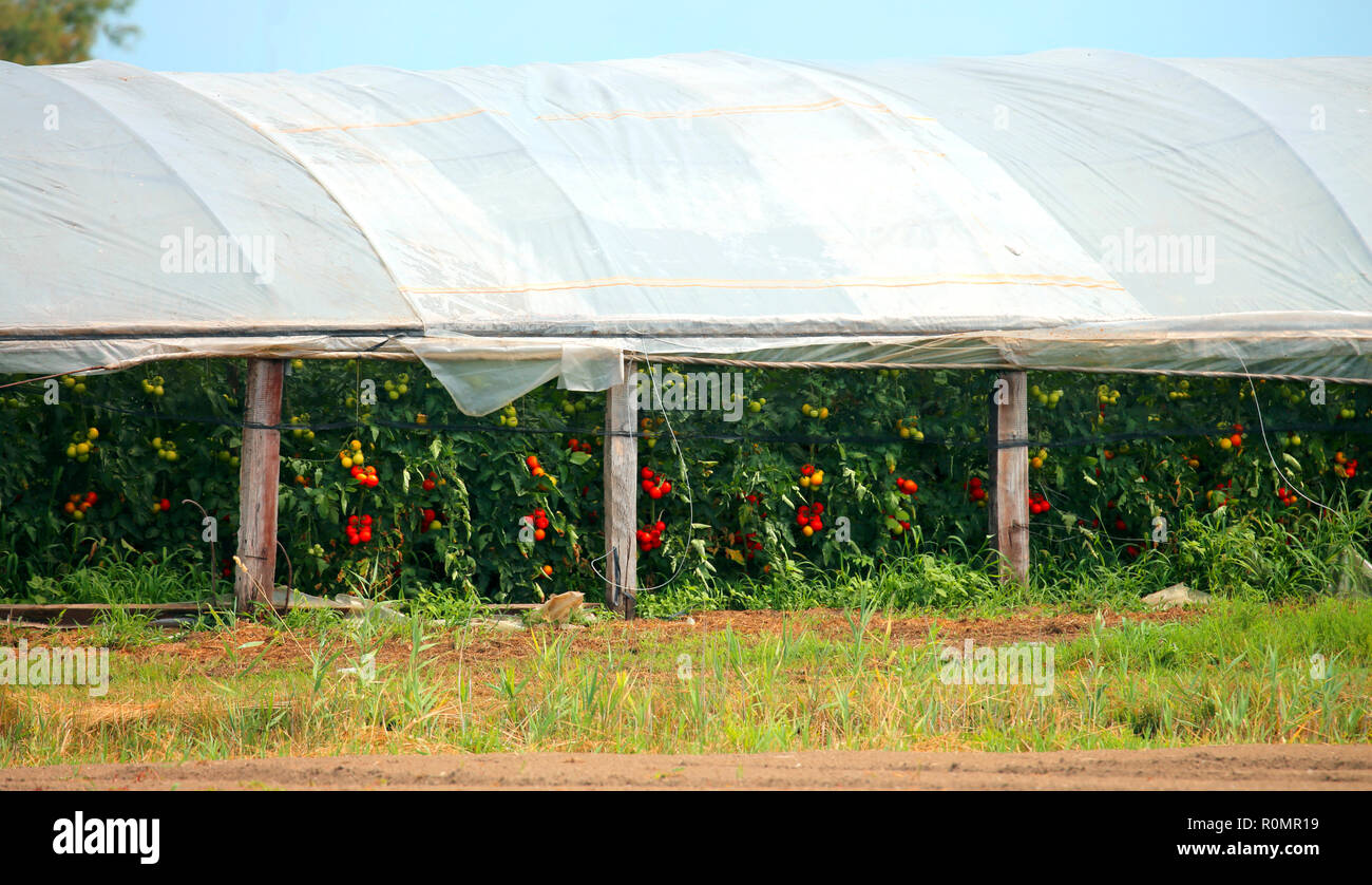 big greenhouse with tomato plants and other vegetables in Southern ...