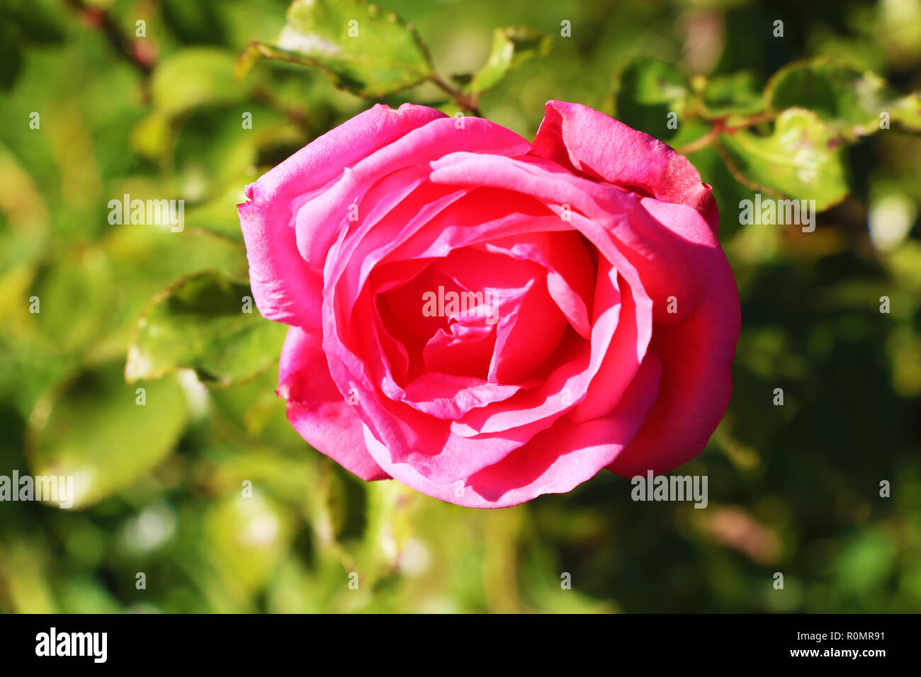 Rosebud close up hi-res stock photography and images - Alamy
