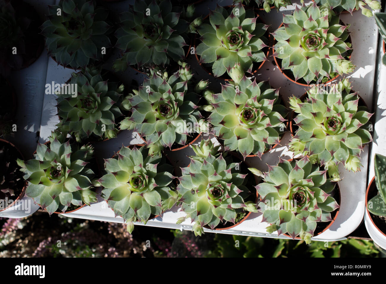Beautiful colorful natural spring flowers as a nature background Stock ...