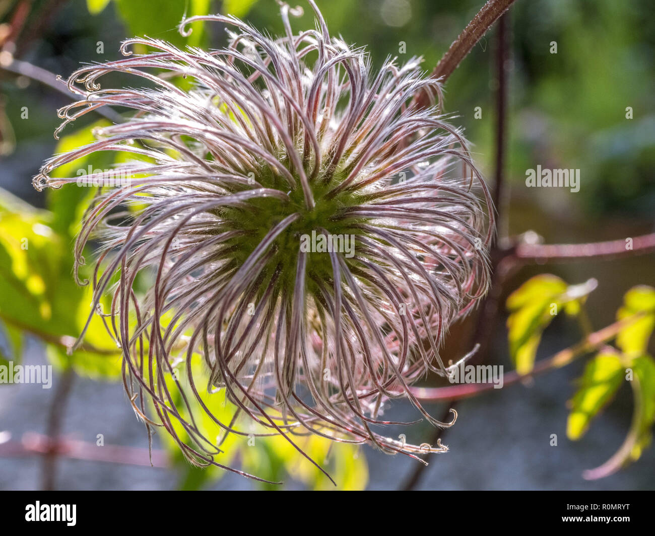 Clematis Seed Head Stock Photo - Alamy