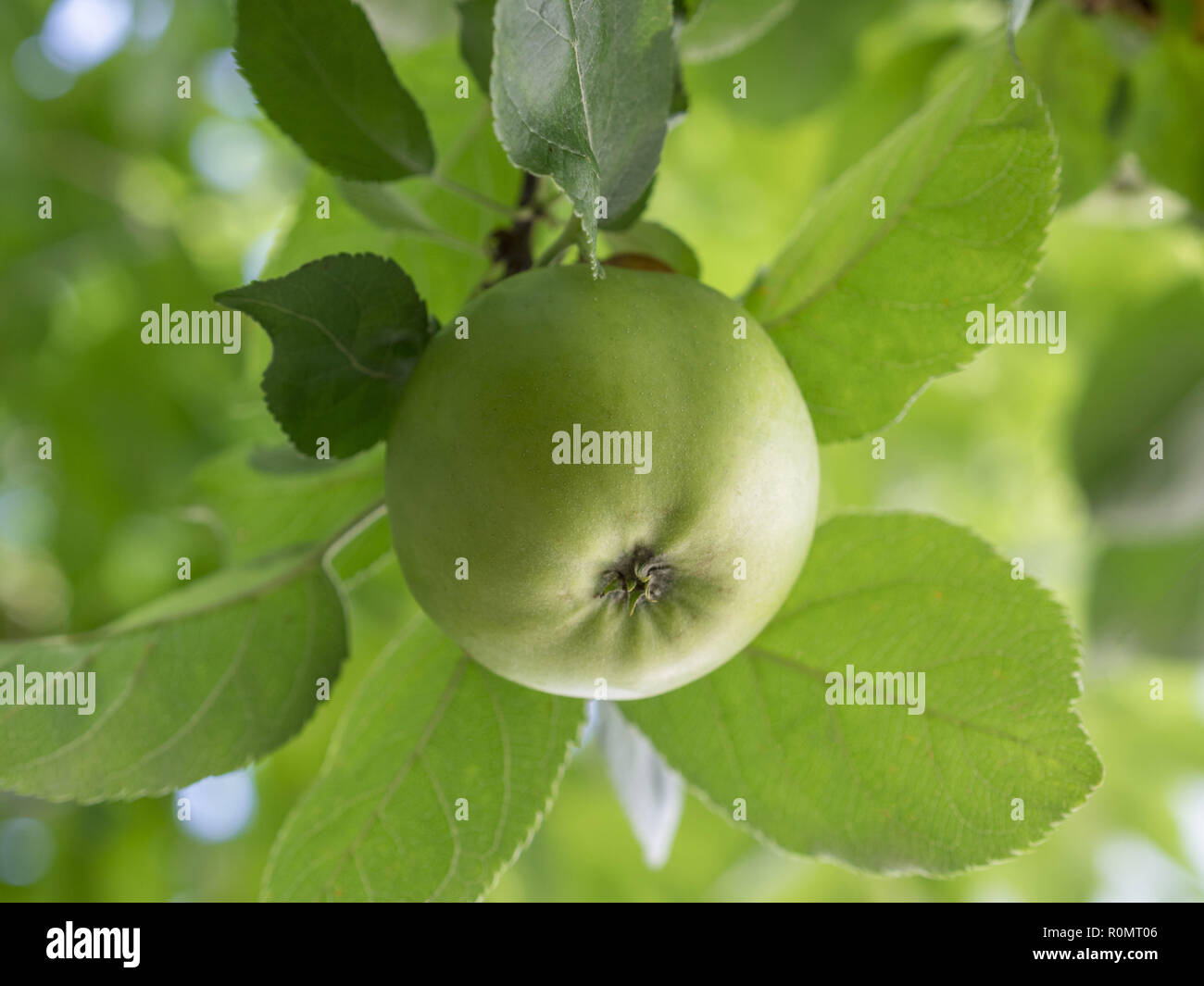 Apple on an apple tree Stock Photo - Alamy