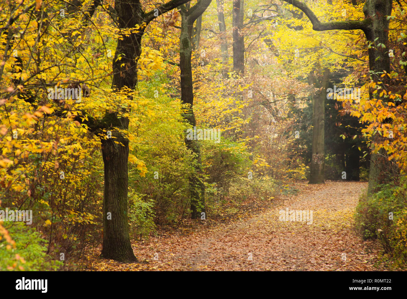 Autumnal Trees and Leaves in sun rays Stock Photo - Alamy