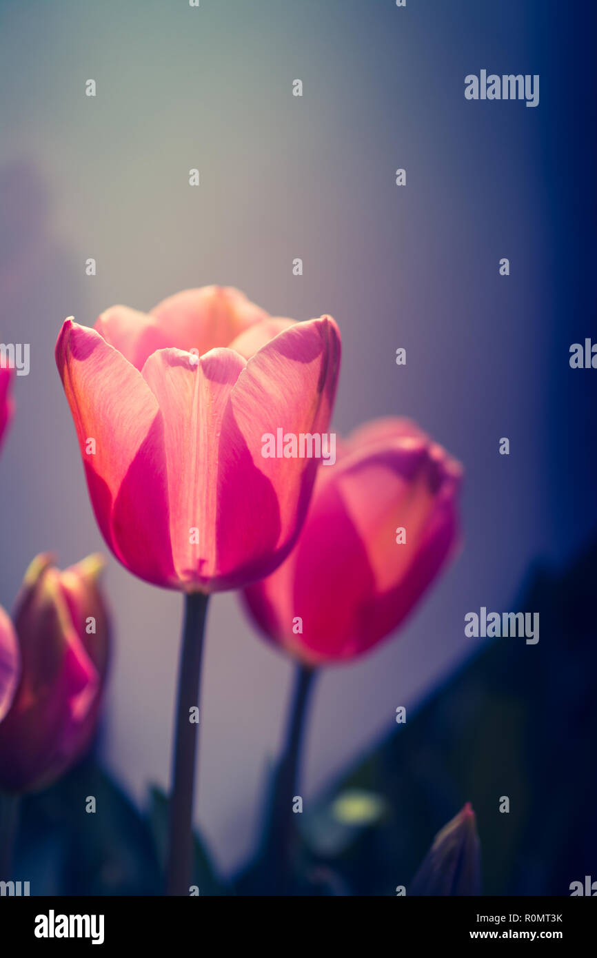 Colorful tulip flower bloom with a colorful background Stock Photo - Alamy