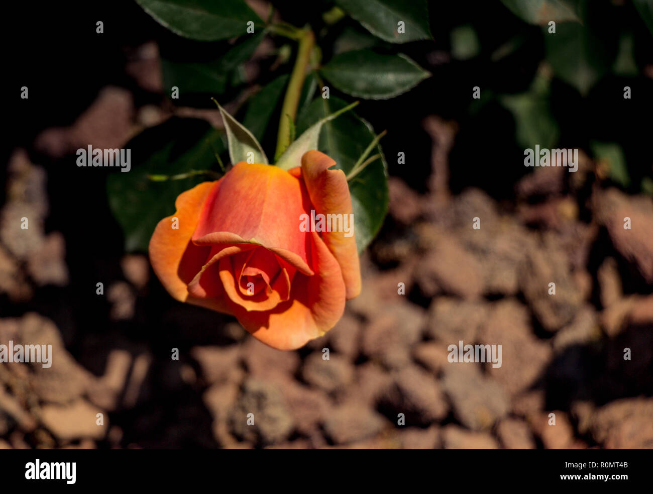 Beautiful colorful Rose Flower on garden background Stock Photo - Alamy