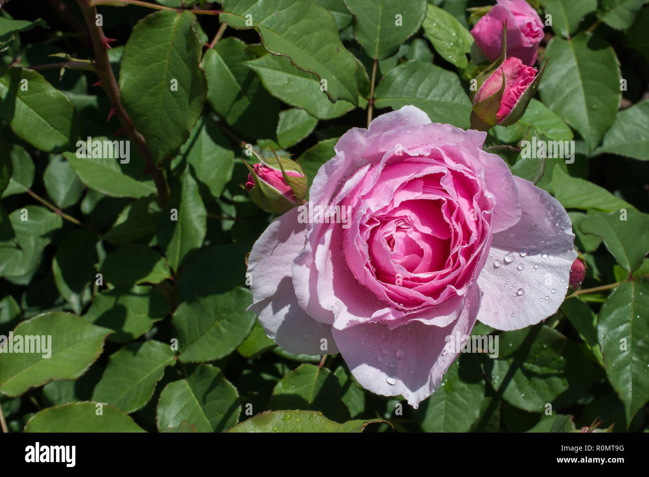 Blooming beautiful colorful rose bud in garden background Stock Photo ...